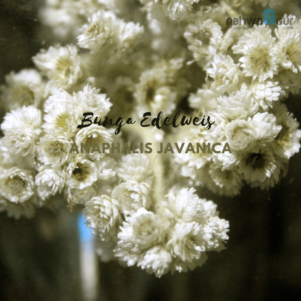 Bunga Edelweis Bromo Tahan Berapa Lama? | Nahwa Tour