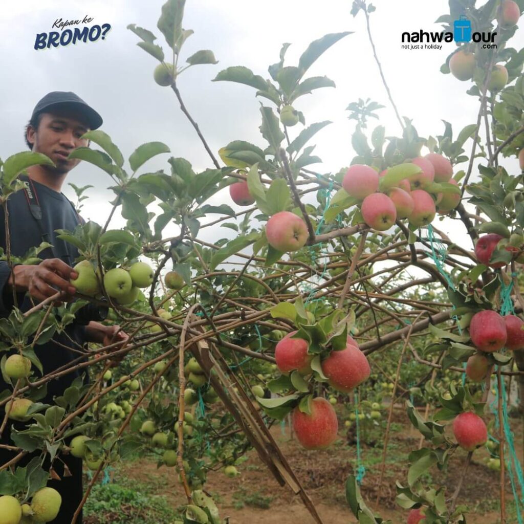 Apel Malang dari Mana? | Nahwa Tour